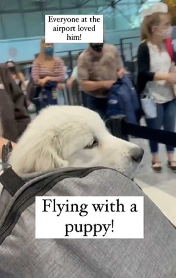Puppy Takes A Flight For The First Time