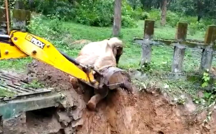 JCB Excavator Pulls Elephant Out Of A Ditch