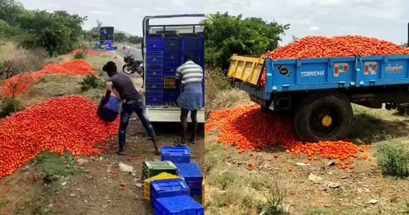 Forced To Sell At Rs 2 For 15 Kgs, Karnataka Farmers Dump Tomatoes On ...