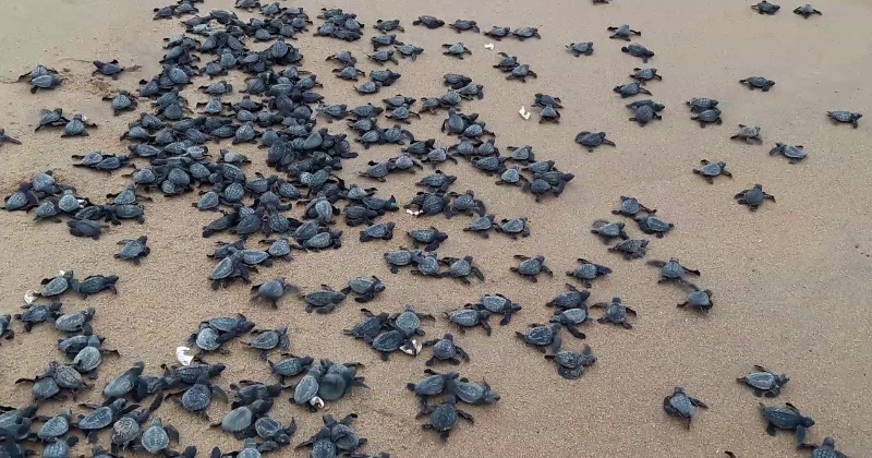 1.48 Crore Endangered Olive Ridley Turtles Born At Odisha's Gahirmatha ...