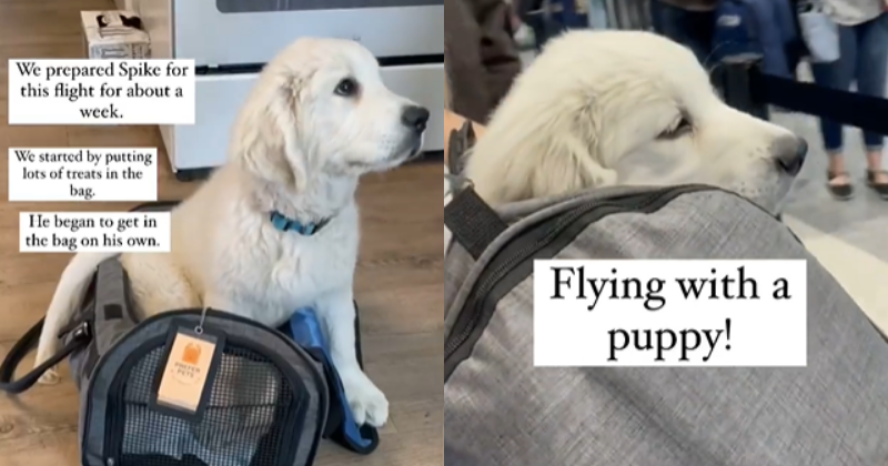 Puppy Takes A Flight For The First Time