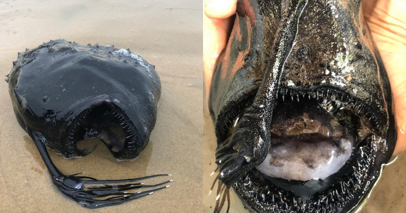 Rare Deep Sea Fish With Glass-Like Teeth Washes Up On California Beach