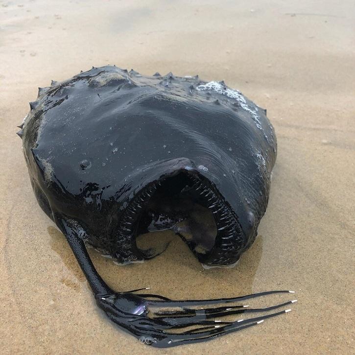 Rare Deep Sea Fish With Glass-Like Teeth Washes Up On California Beach