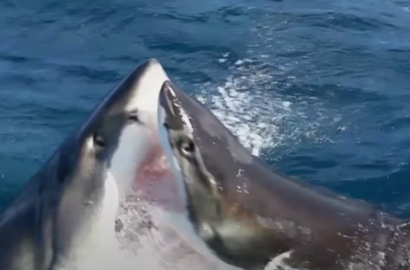 Great White Shark Eating Another Shark