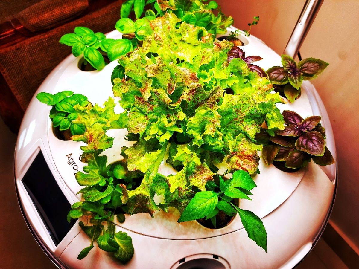 Delhi Startup Creates AI-Powered ‘Smart’ Garden Tech To Grow Plants ...