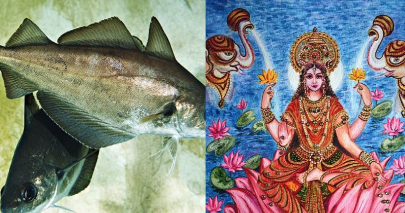 Fish To Get Sacred Status? Union Minister Says It Should Be Considered ...