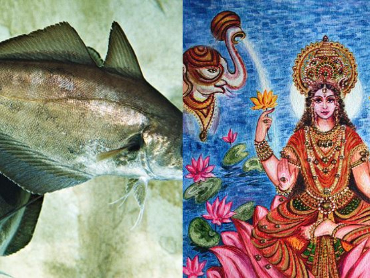 Fish To Get Sacred Status? Union Minister Says It Should Be Considered ...