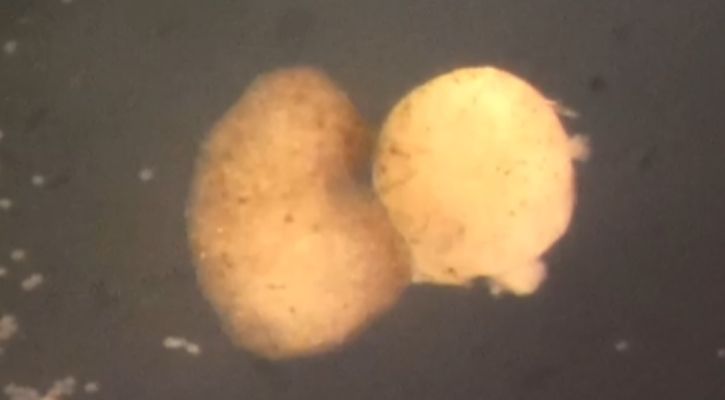 Xenobot Babies: World's First Living Robots Can Now Reproduce, Thanks To AI