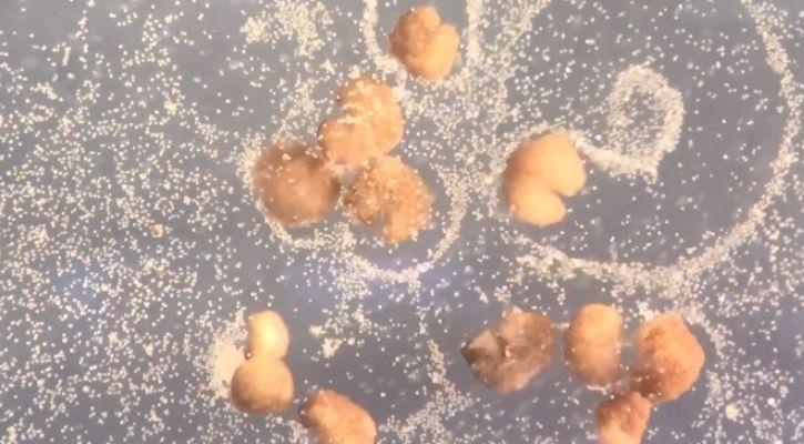 Xenobot Babies: World's First Living Robots Can Now Reproduce, Thanks To AI