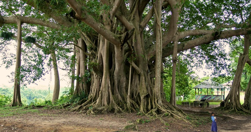 बूढ़ा बरगद: जिसने क्रांतिकारियों को हिम्मत और राजनेताओं को साहस दिया ...