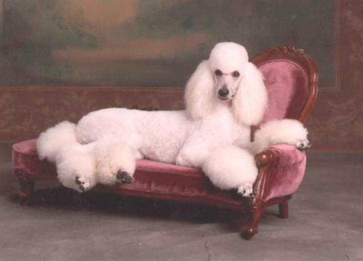 11 Richest Pets In The History Whose Purse Are Fatter Than Many People ...