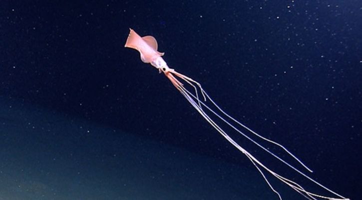Rare Alien-Like Big Squid With Eight Arms, Two Tentacles Captured In Video