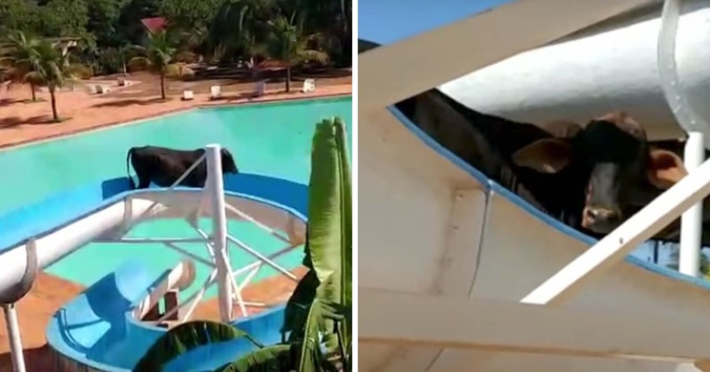 Watch: Cow Escapes Slaughterhouse, Runs To Water Park To Enjoy A Ride