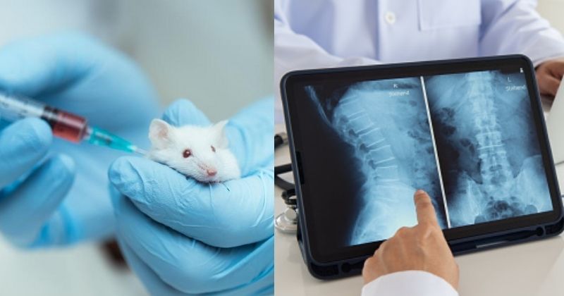 New Drug Reverses Paralysis In Mice, Could Save Over 3 Lakh Human Lives ...