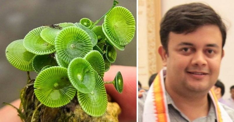 Indian Scientists Find New Species Of Green Algae, Largest Single ...