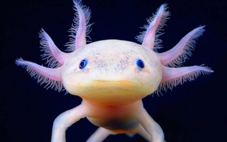 Video Of Colour Changing Amphibian Axolotl Goes Viral