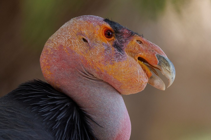 Condors Can Reproduce Without Mating