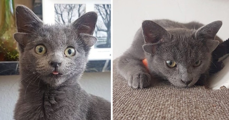 Cat With Four Ears Is Instagram's Latest Sensation