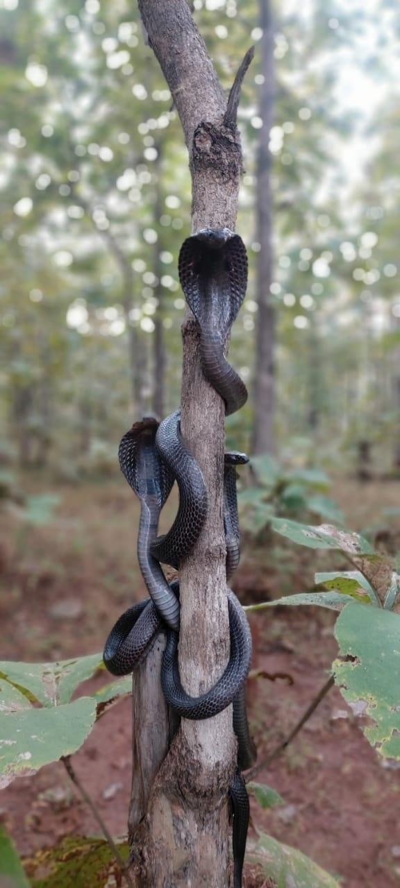 3 Cobras Photographed In Maharashtra Forest