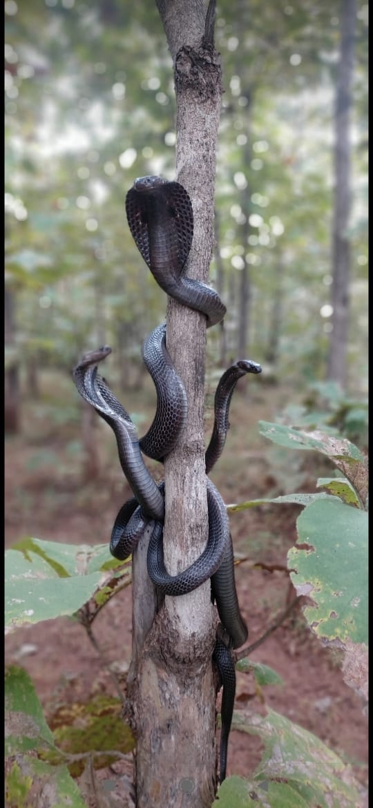 3 Cobras Photographed In Maharashtra Forest