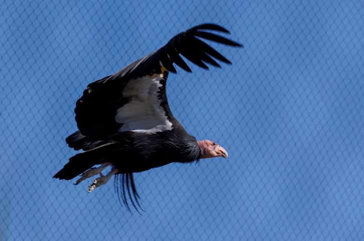 Condors Can Reproduce Without Mating