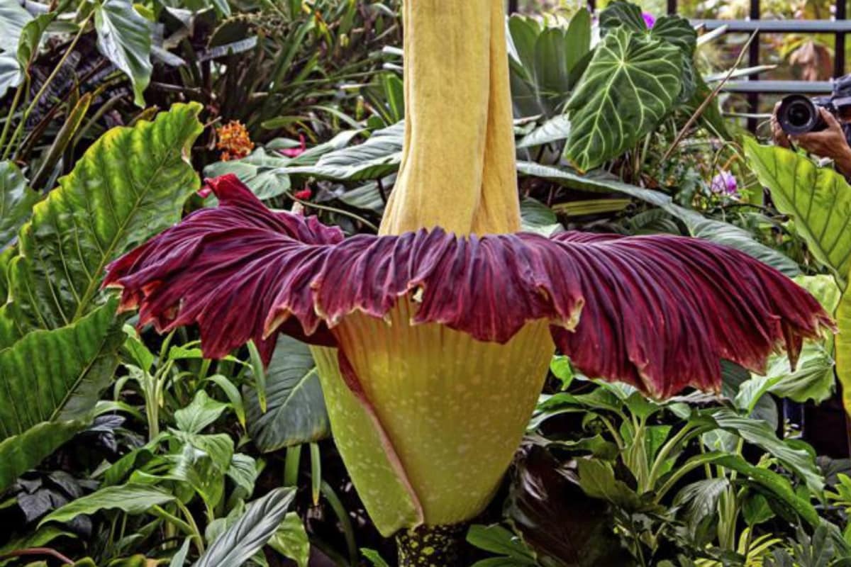 Giant ‘Corpse Plant’ Draws Huge Crowds In Southern California