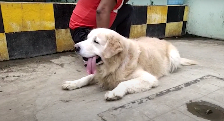 Your Pet Dogs Can Now Call You With 'DogPhone' Technology