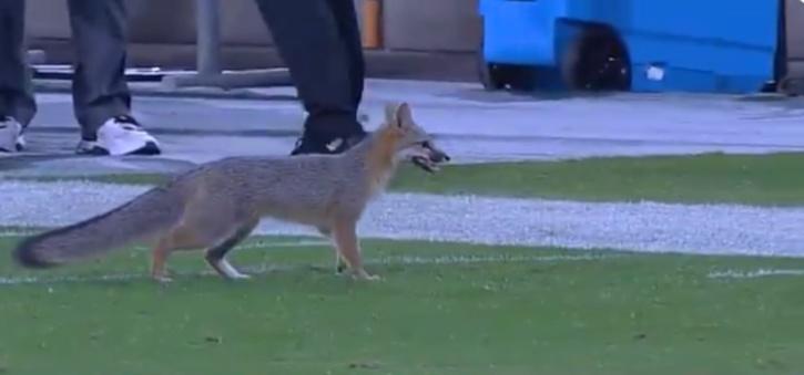 Fox Interrupts Football Game In US By Running On The Field