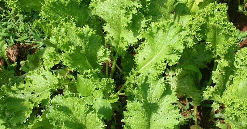 Health Benefits Of Eating Sarson Ka Saag In Winters