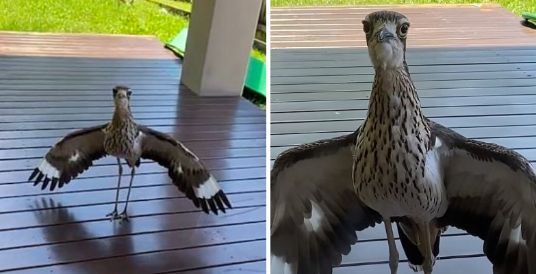 Bird Refuses To Allow Australian Man From Leaving His Home