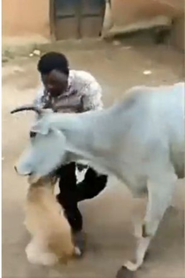 Man Harrases Dog Then Gets Pushed By A Cow