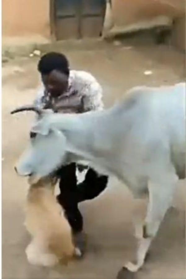 Man Harrases Dog Then Gets Pushed By A Cow