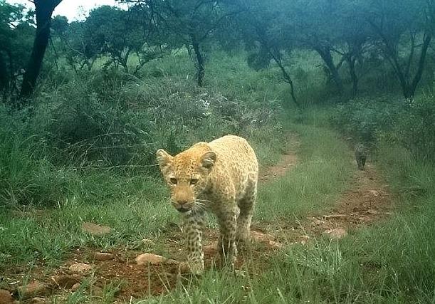 Rare Pink Leopard Sighted In Rajasthan