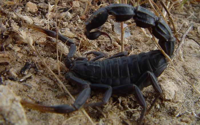 Extreme Weather Forces Massive Swarm Of Scorpions In Egypt