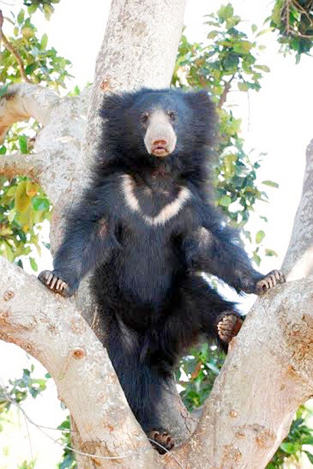Last Dance Of The Sloth Bear: We Have To Save The Depleting Species ...