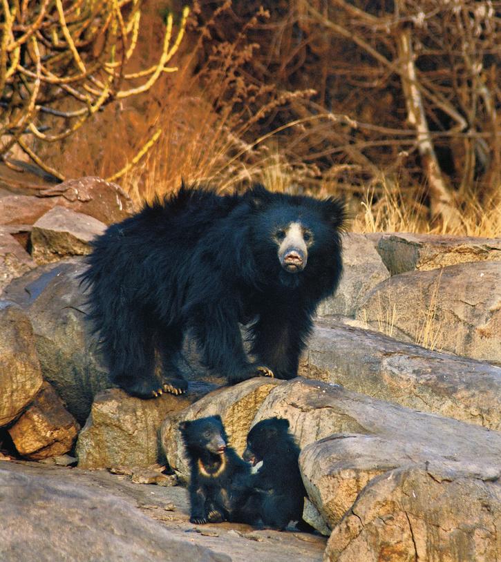 Last Dance Of The Sloth Bear: We Have To Save The Depleting Species ...