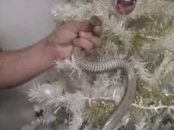 Australian Family Finds Venomous Snake Wrapped Around Christmas Tree