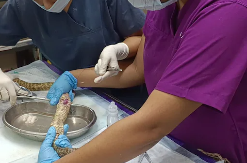 Snake With Torn Intestines Was Saved By Surgery In Chennai