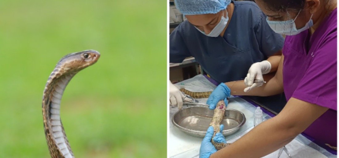 Snake With Torn Intestines Was Saved By Surgery In Chennai