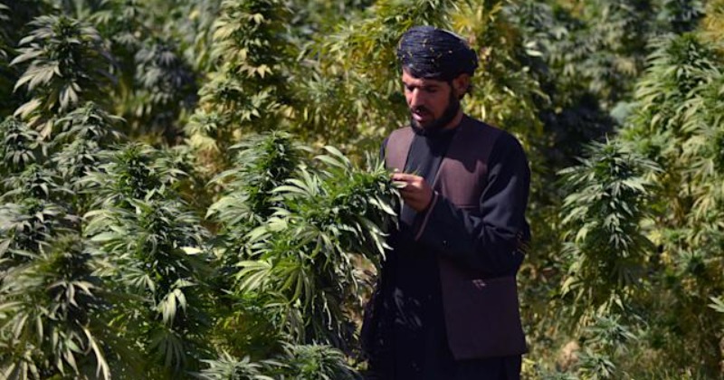Taliban Claim To Have Signed A Cannabis Products Deal With Aussie Firm ...