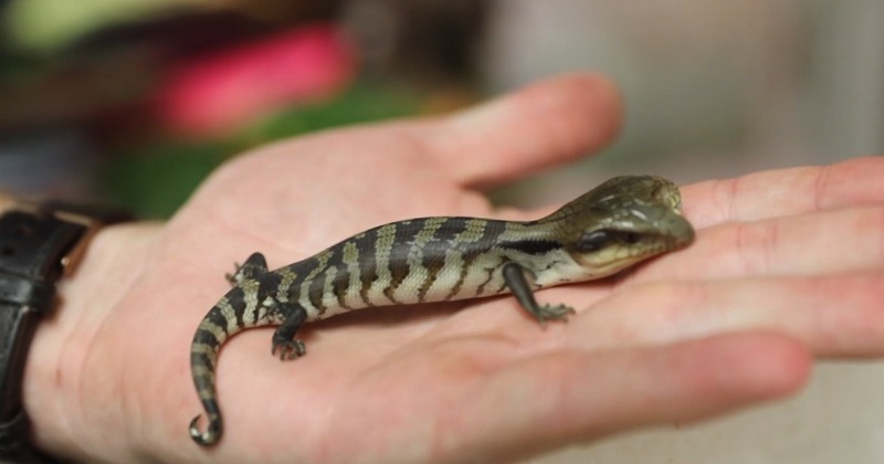 Rare Lizard With Two Heads Found In Australian Zoo