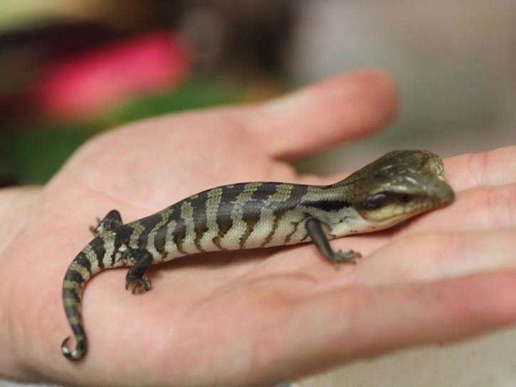 Rare Lizard With Two Heads Found In Australian Zoo