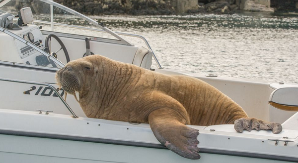 Massive Walrus Spotted Sitting On Rocks