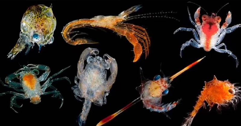14 New Species Of 'Alien-Like' Prawn, Lobster Larvae Discovered