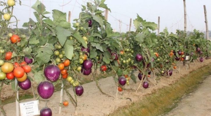 Meet India's 'Brimato', A Cost-Effective Hybrid Of Tomato And Brinjal