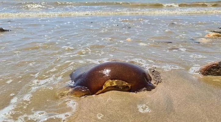 Unknown Blob-Like Creature On Australian Coast Reveals Mysteries Of Our ...