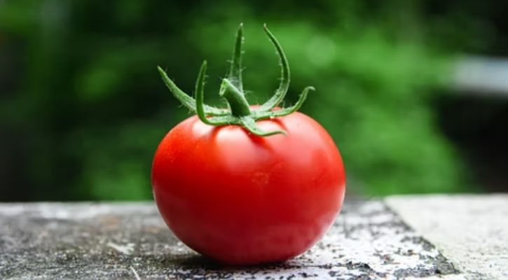 Meet India's 'Brimato', A Cost-Effective Hybrid Of Tomato And Brinjal