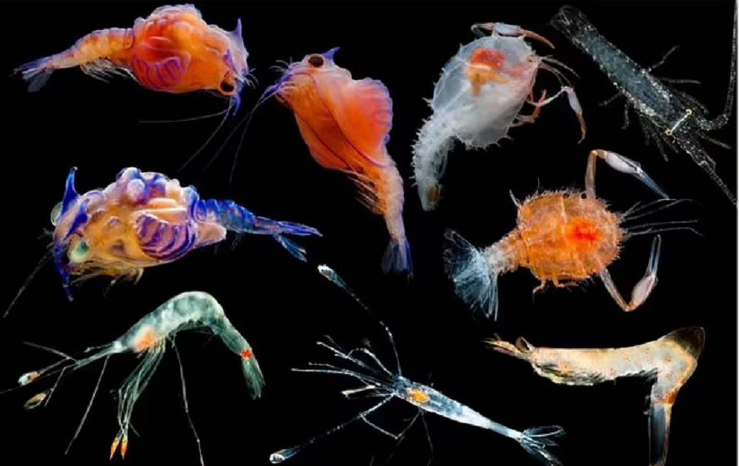 14 New Species Of 'Alien-Like' Prawn, Lobster Larvae Discovered