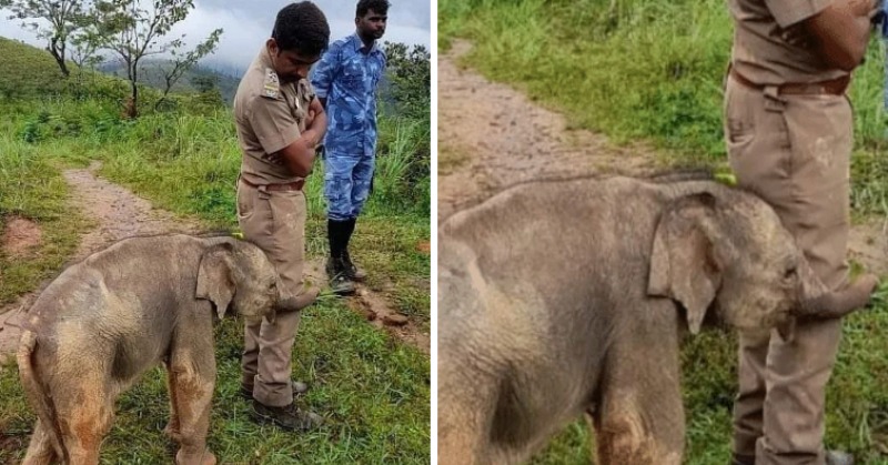 Baby Elephant Hugs Forest Officer After Being Rescued
