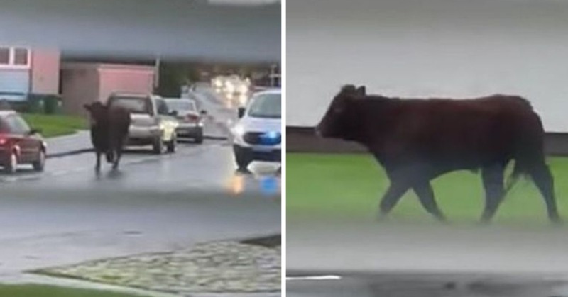 Bull Goes On Rampage After Escaping 'Slaughterhouse’